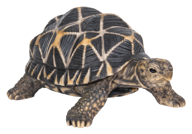 Star Turtle Statue – Easters Landscape Supplies